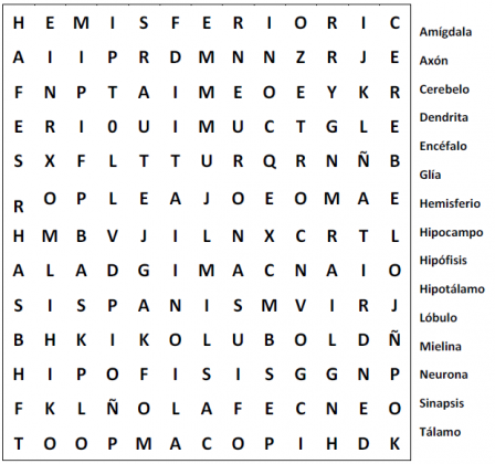 Sopa de letras sobre el cerebro